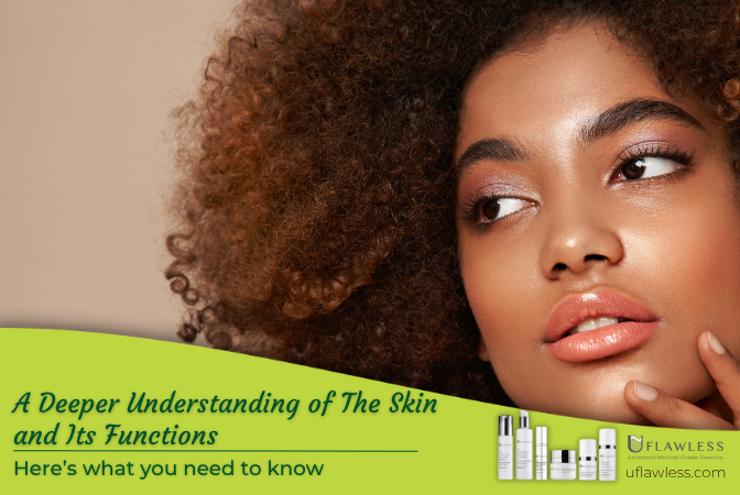 A Deeper Understanding of the Skin and Its Functions – UFlawless